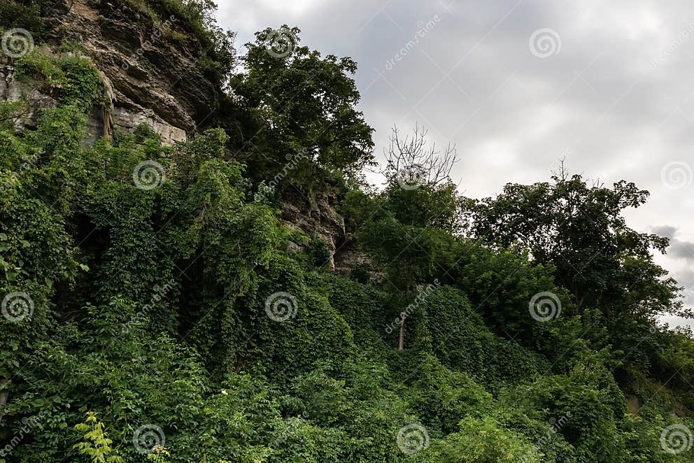 A Cliff Overgrown with Greenery and Trees. Stock Photo - Image of ...