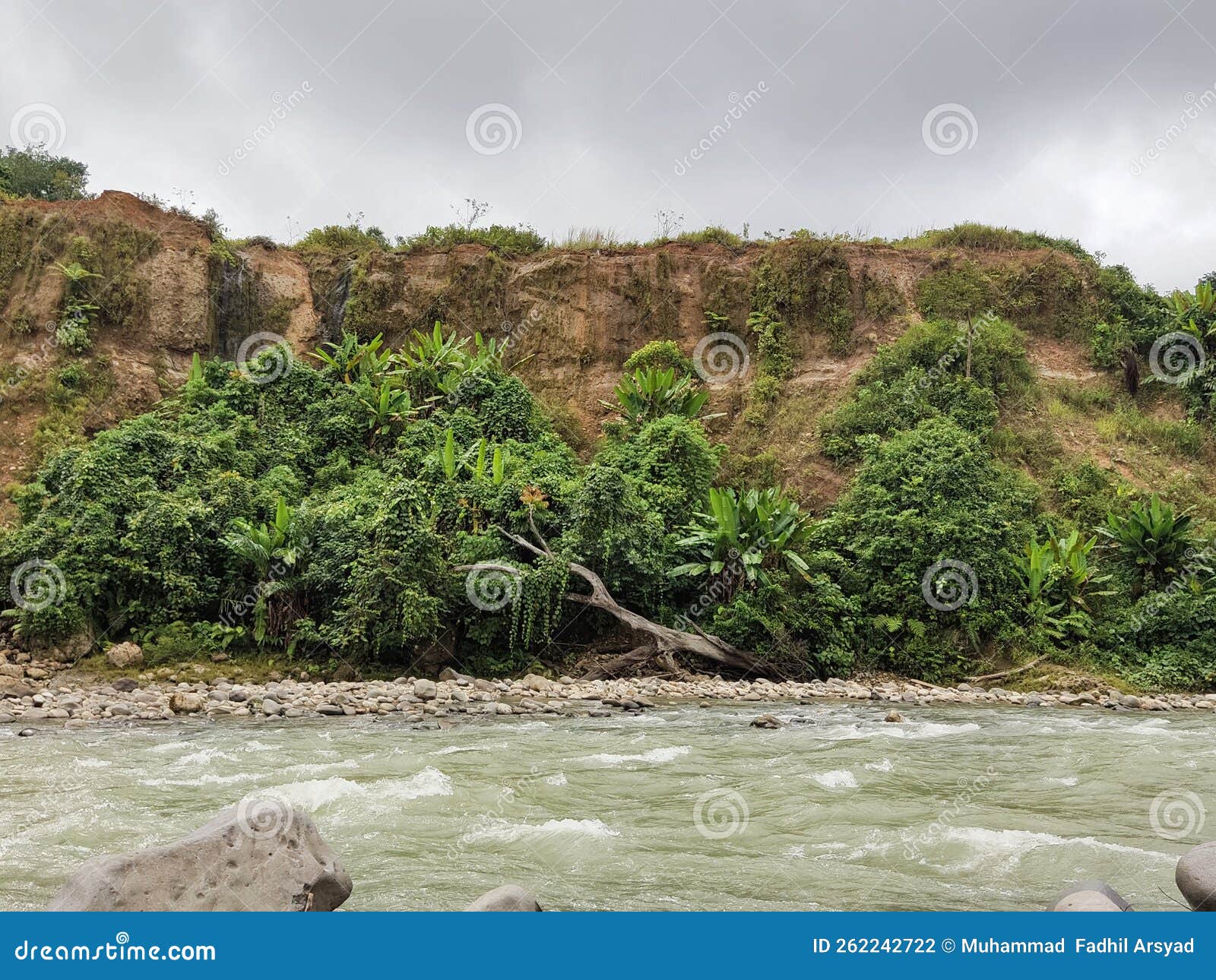Cliff Overgrown with Several Types of Plants Stock Photo - Image of ...