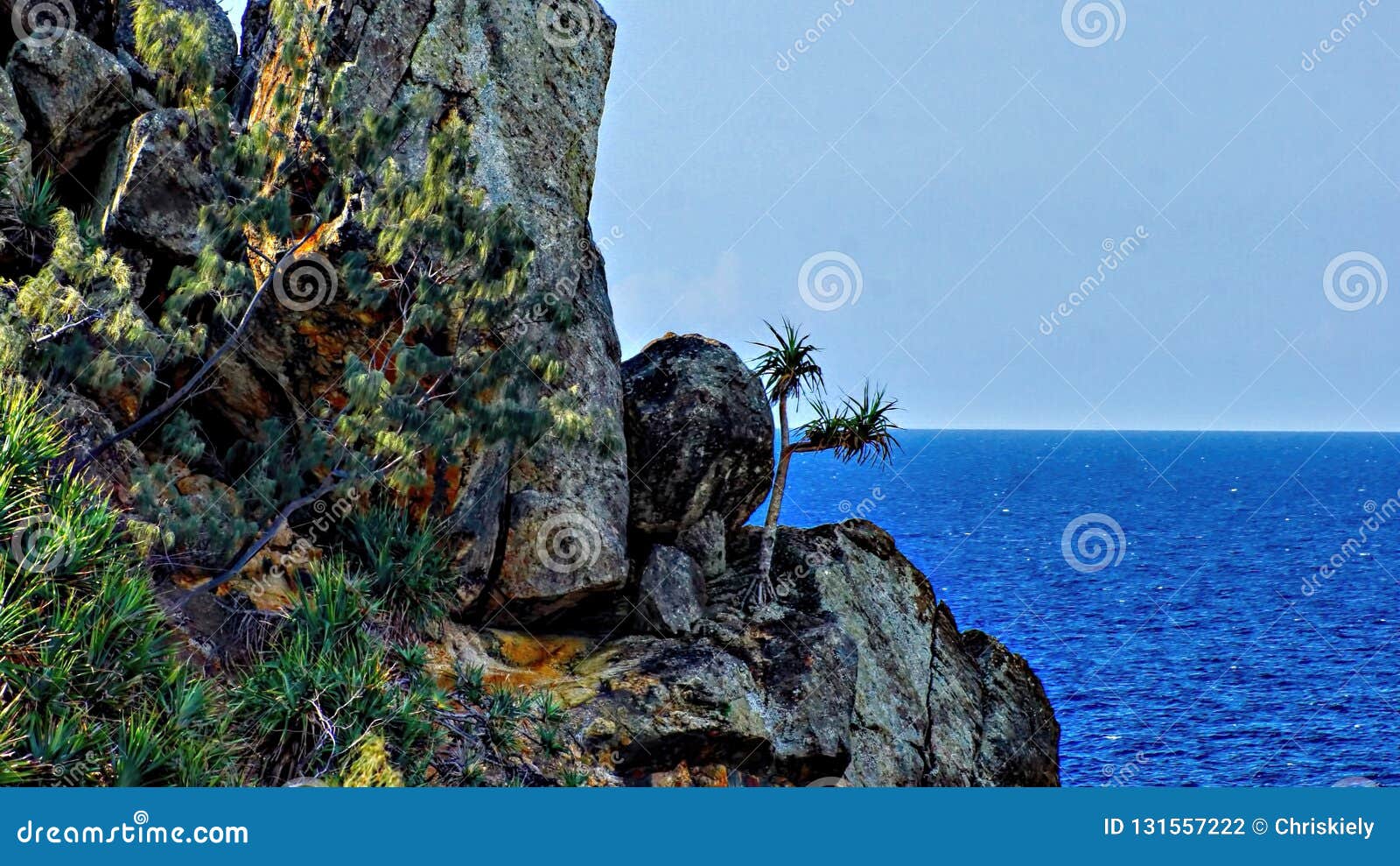 Cliff with Plants Overlooking Ocean Stock Photo - Image of rocks, roots ...