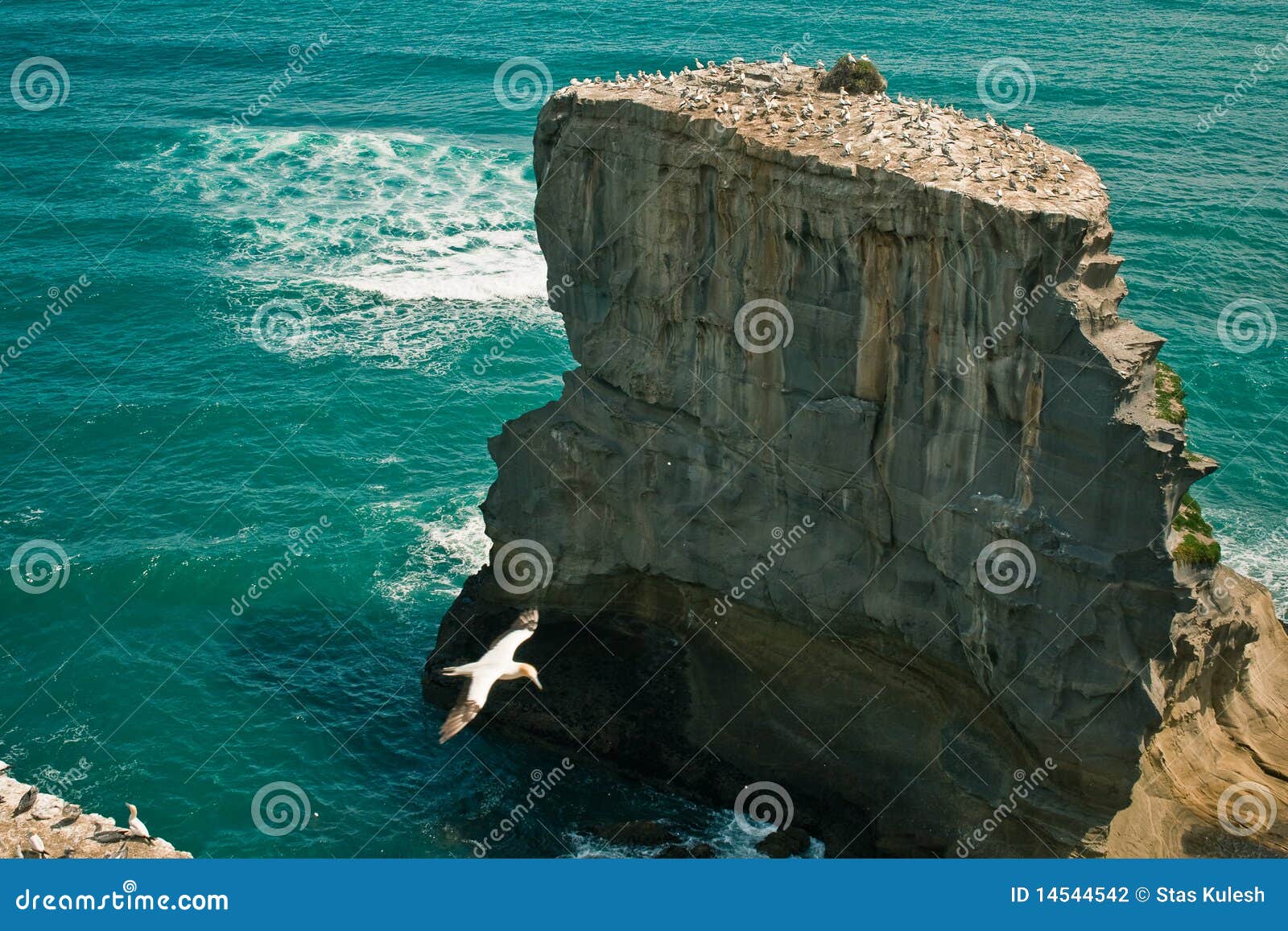 Cliff in the Sea with Gulls Stock Photo - Image of beach, waves: 14544542