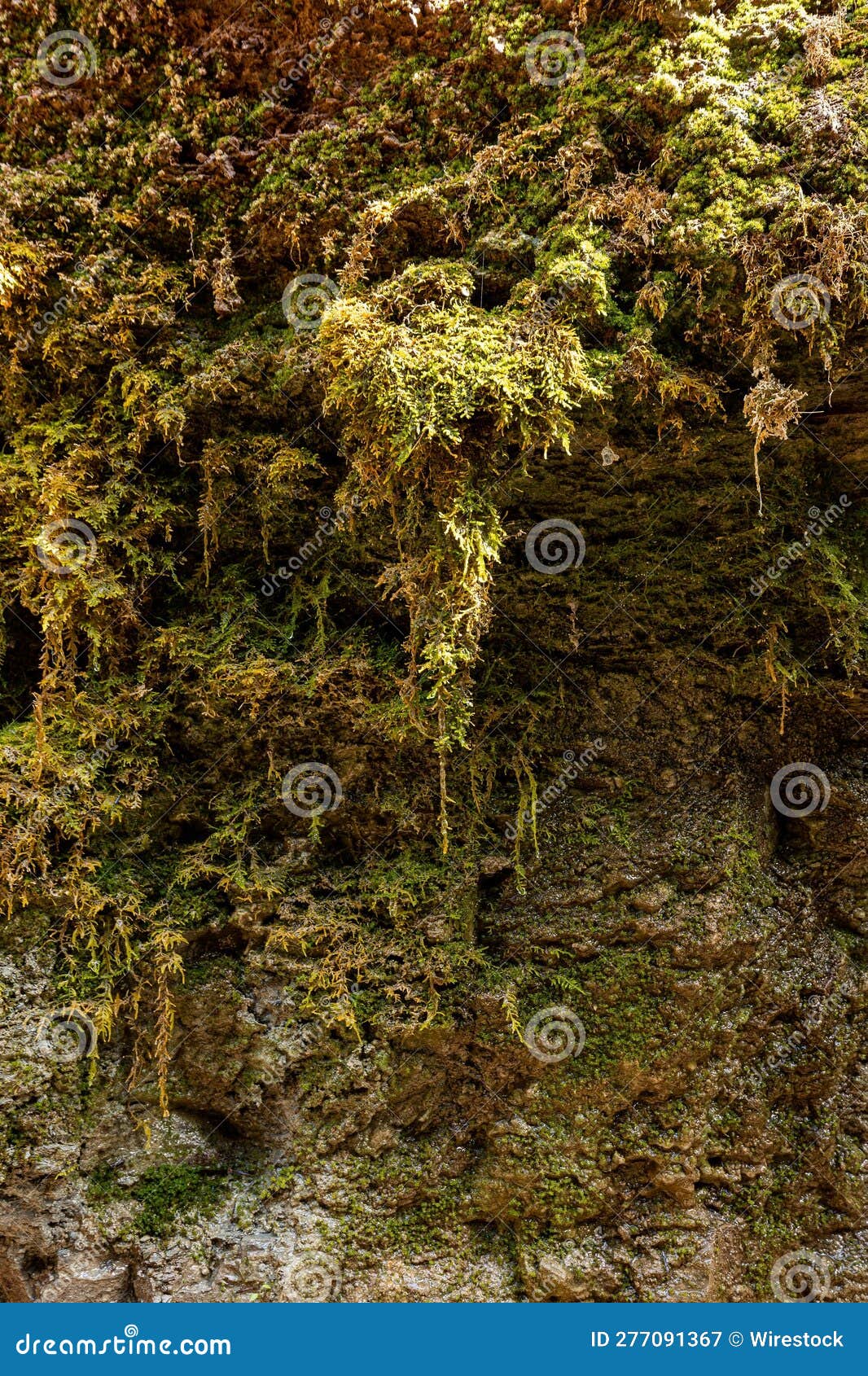 Cliff Surface Covered with a Thick Layer of Moss. Stock Image - Image ...
