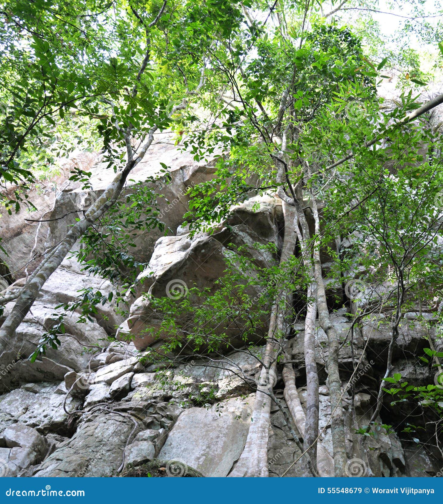 Cliff tree stock image. Image of trees, tree, vines, roots - 55548679