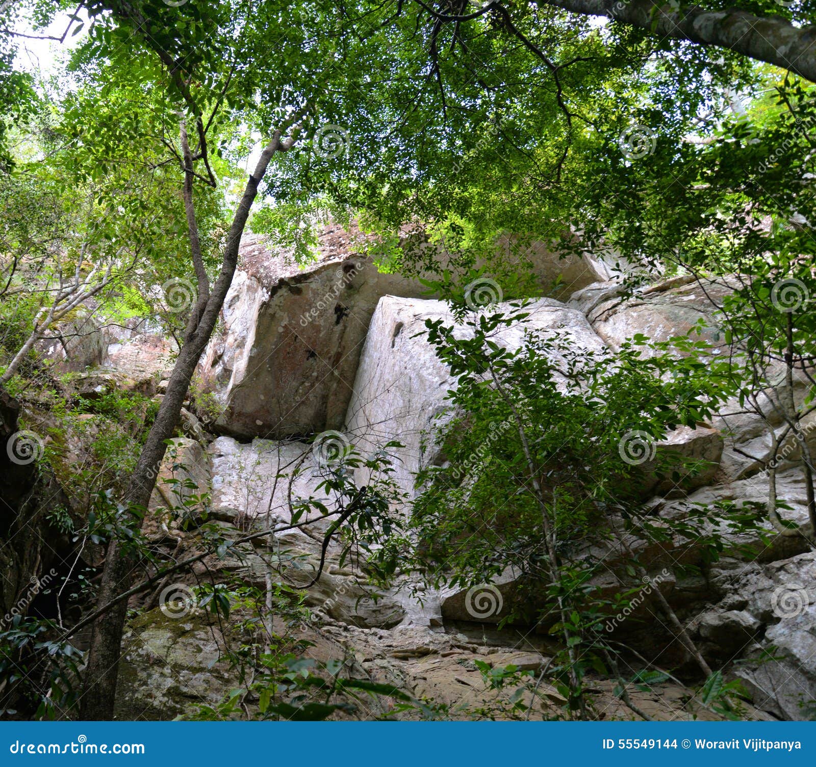 Cliff tree stock photo. Image of brown, knot, arthritic - 55549144