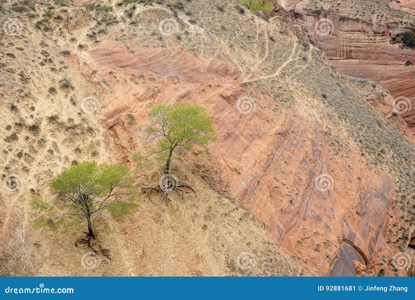 Cliff and tree stock image. Image of steep, scenic, trees - 92881681