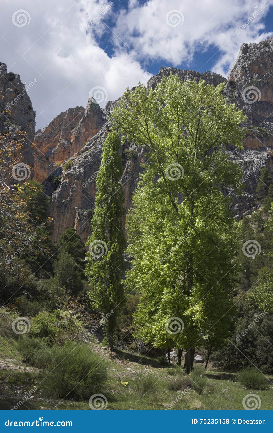 Cliff and Trees at Castril Spain Stock Photo - Image of tree, landscape ...