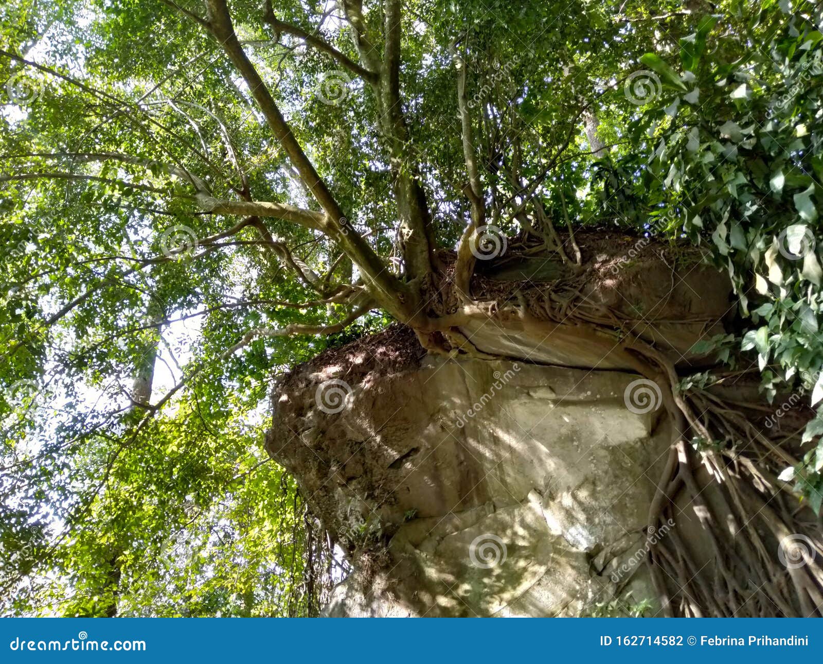 Cliff with Trees and Roots on it Stock Photo - Image of root, blue ...