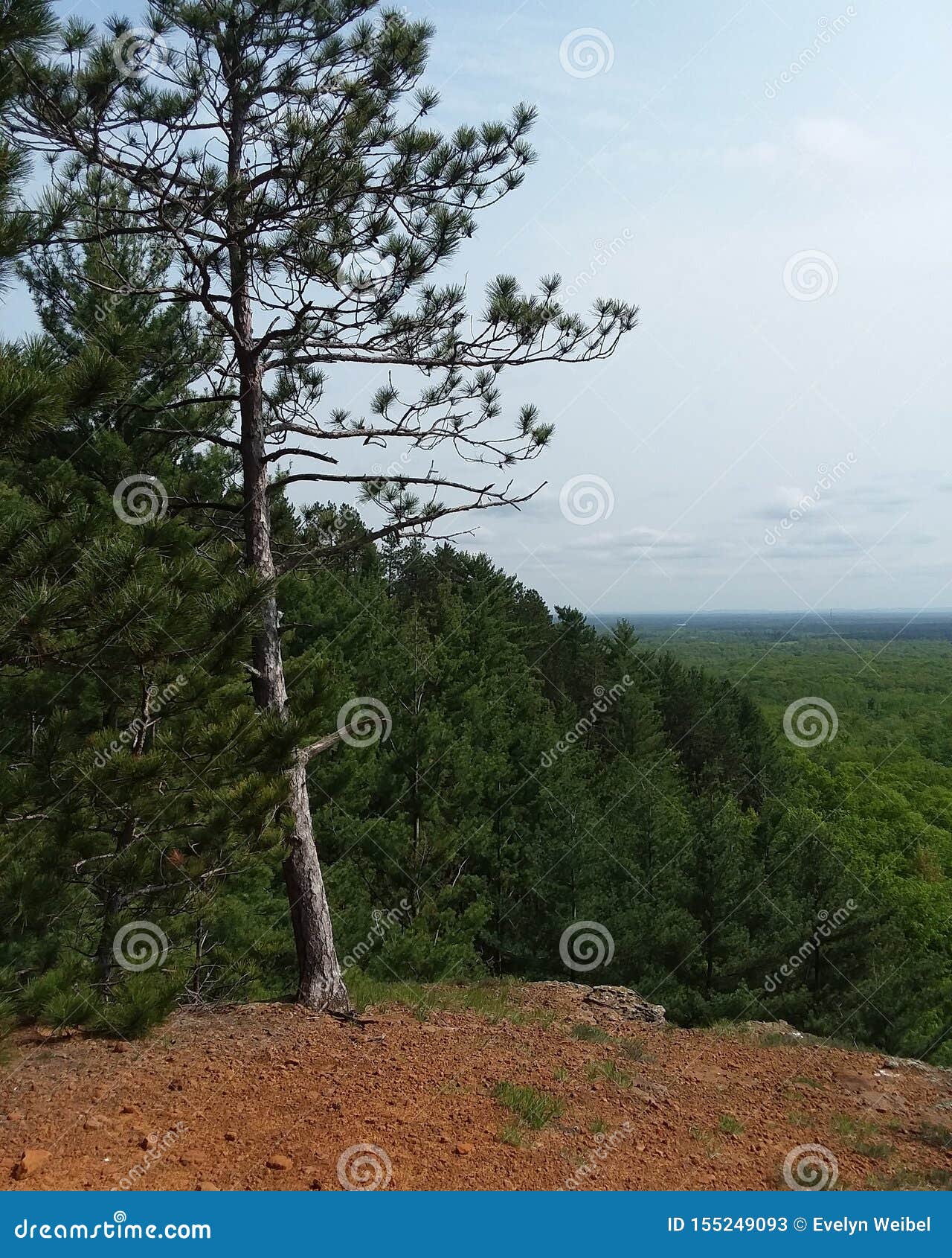 Cliff view with pine trees stock image. Image of pine - 155249093
