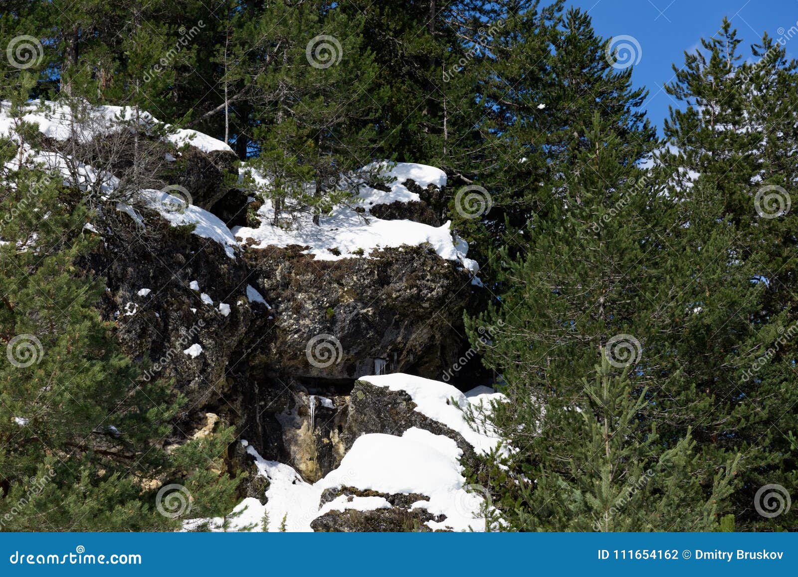 Cliff Winter Coniferous Tree Stock Photo - Image of forest, dolomites ...