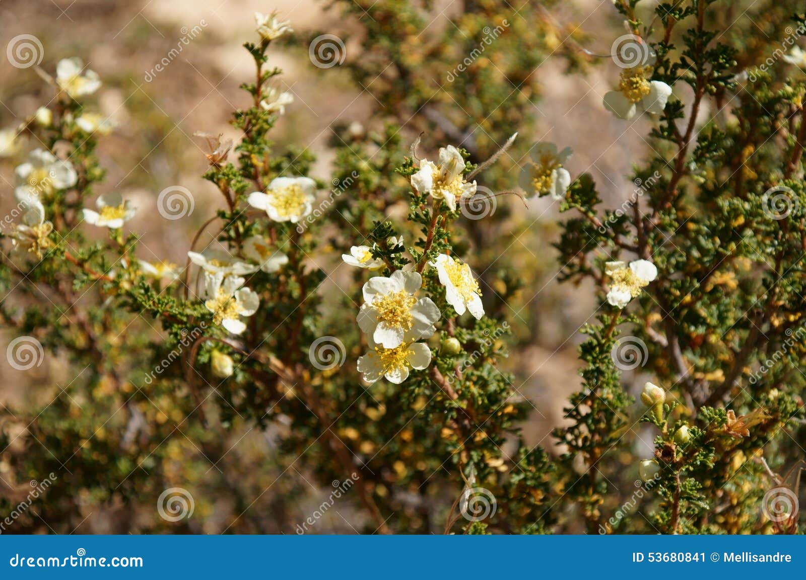 Cliffrose. stock image. Image of petal, purshia, natural - 53680841