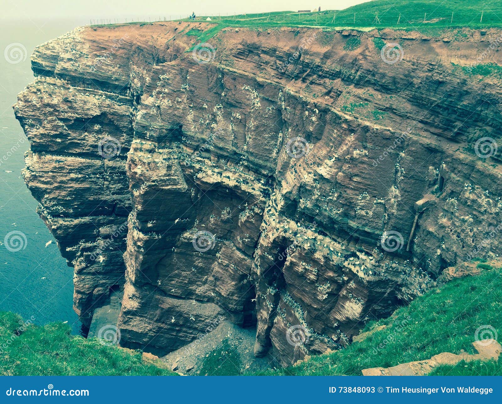 Cliffs of Helgoland stock image. Image of birds, shore - 73848093