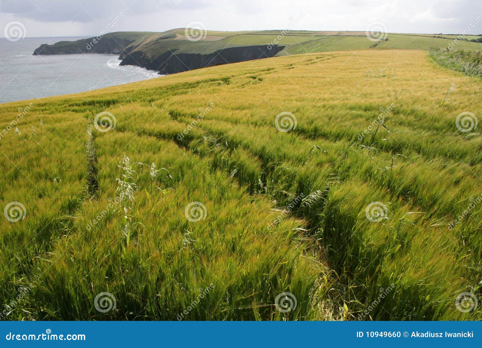 Cliffs and Plantations, Cork County, Ireland Stock Photo - Image of ...