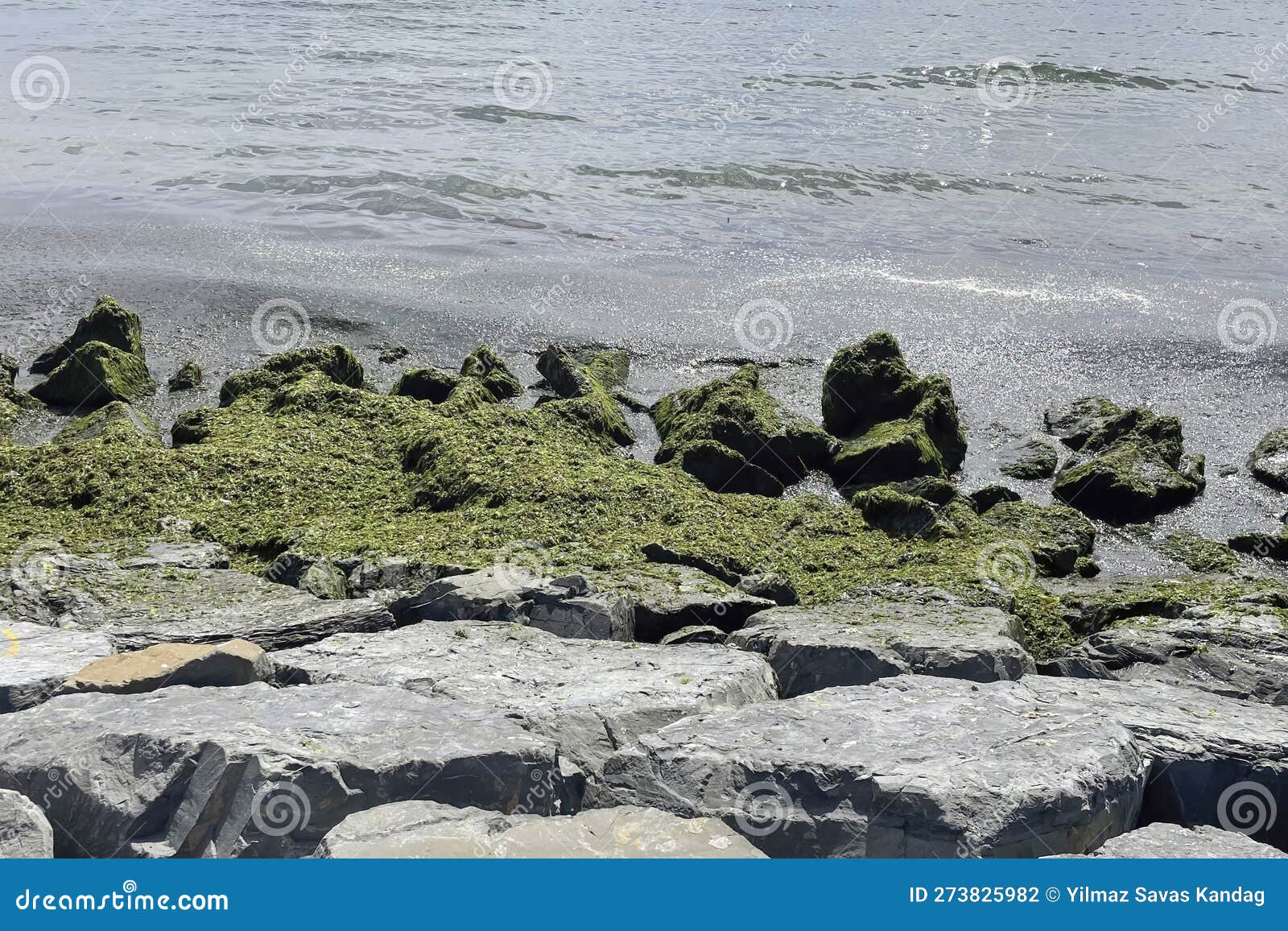Cliffs by the Sea. Green Algae Washed Ashore Stock Photo - Image of ...