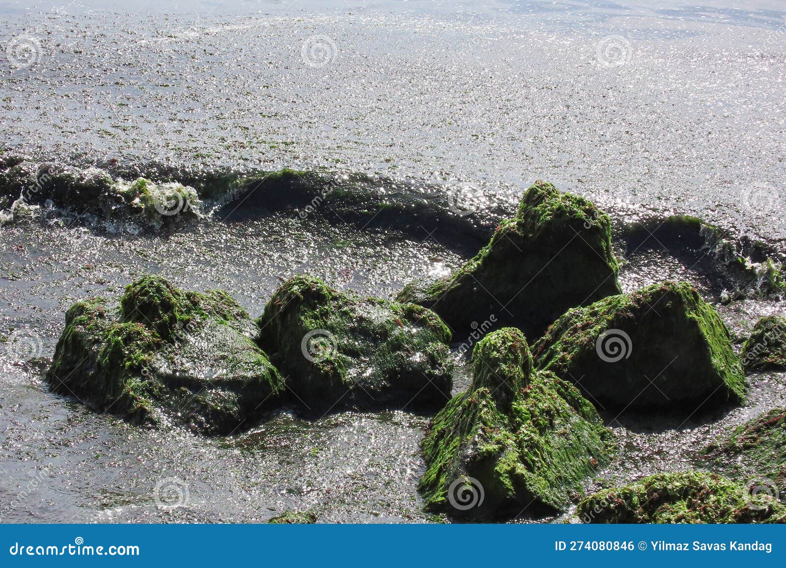 Cliffs by the Sea. Green Algae Washed Ashore. Sea Pollution Stock Photo ...