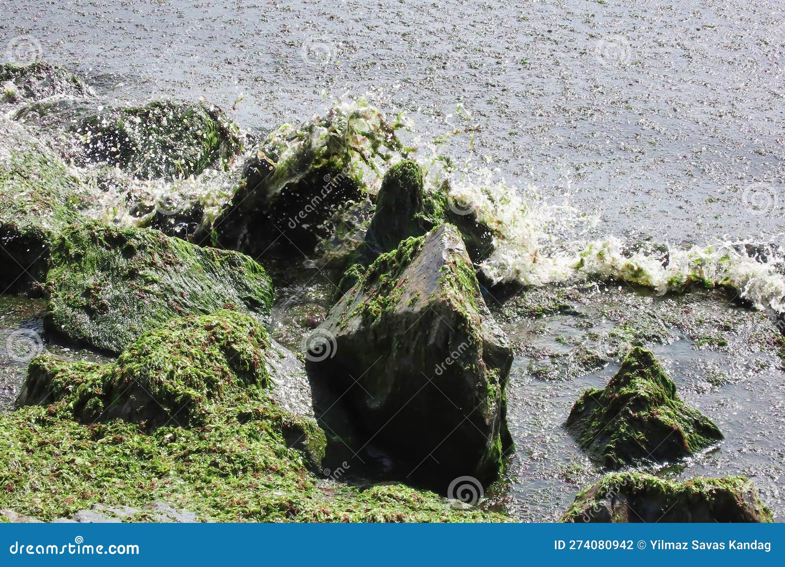 Cliffs by the Sea. Green Algae Washed Ashore. Sea Pollution Stock Photo ...