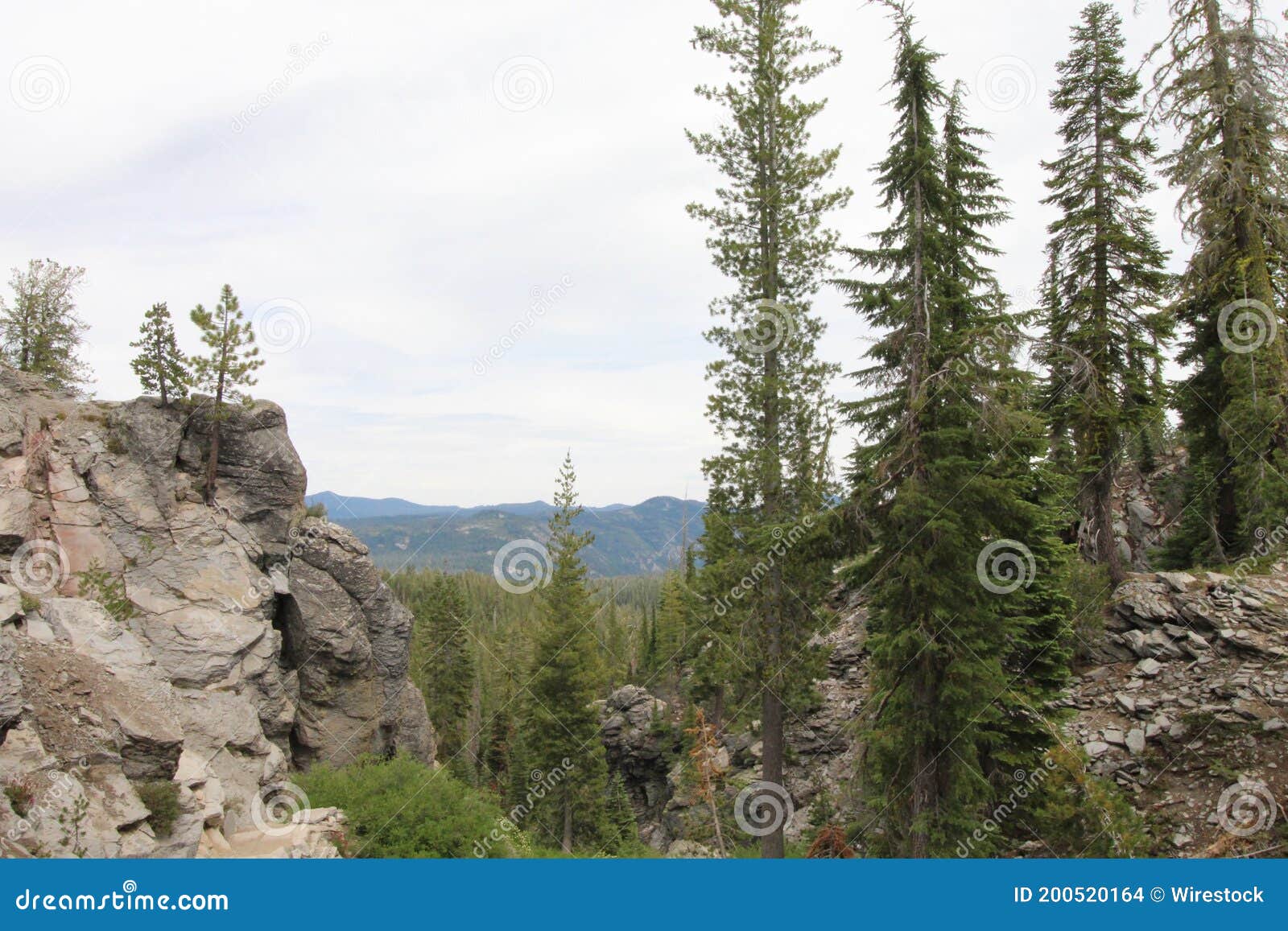 Cliffs and Thin Tall Trees Under the Cloudy Sky Stock Photo - Image of ...