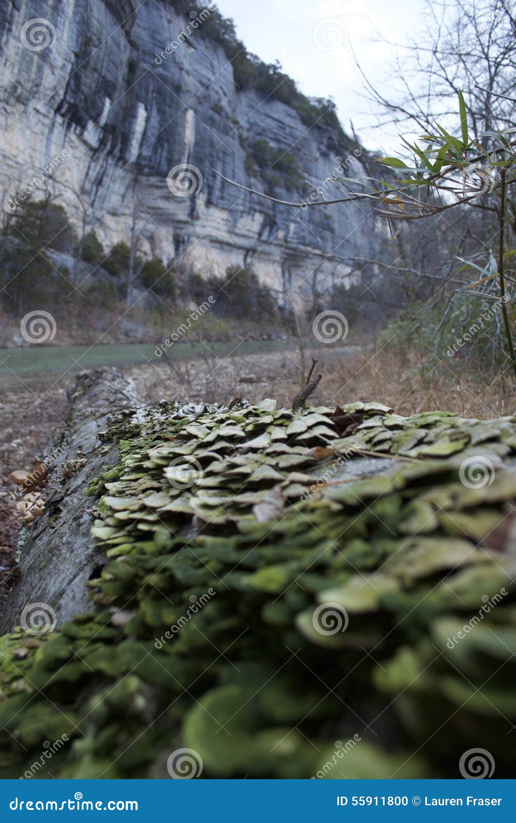 Cliffs and Tree by Buffalo River, Arkansas Stock Photo - Image of ...
