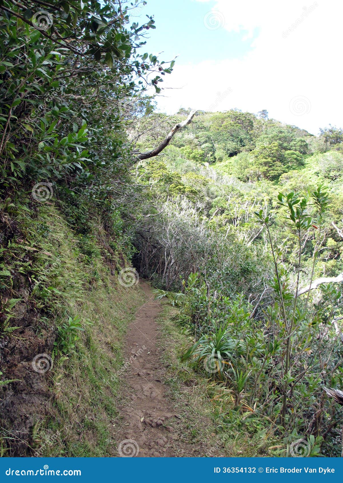 Cliffside Path on Tantalus Mountain Stock Photo - Image of forest ...