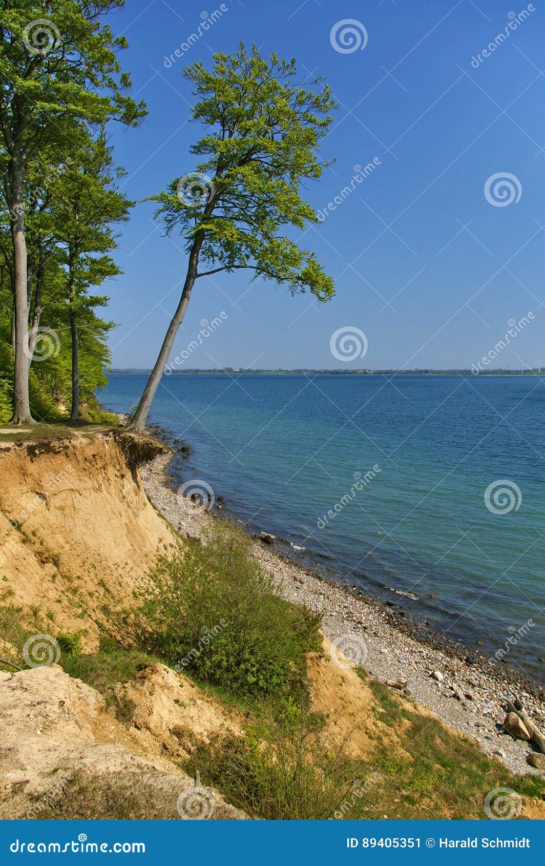 Clifftop with Forest and Slanted Tree Above the Beach Stock Image ...
