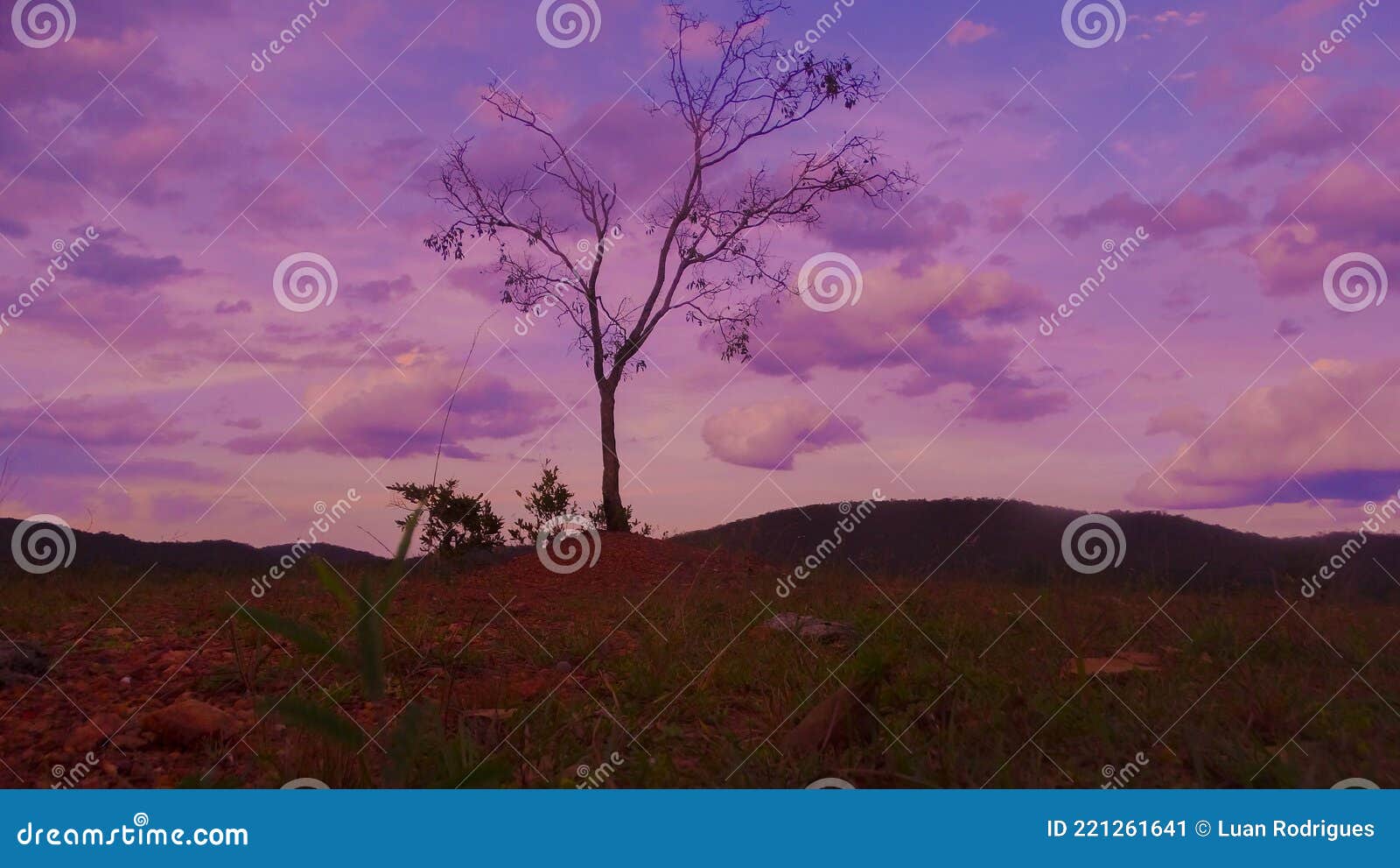 Clima do cerrado stock image. Image of morning, flower - 221261641