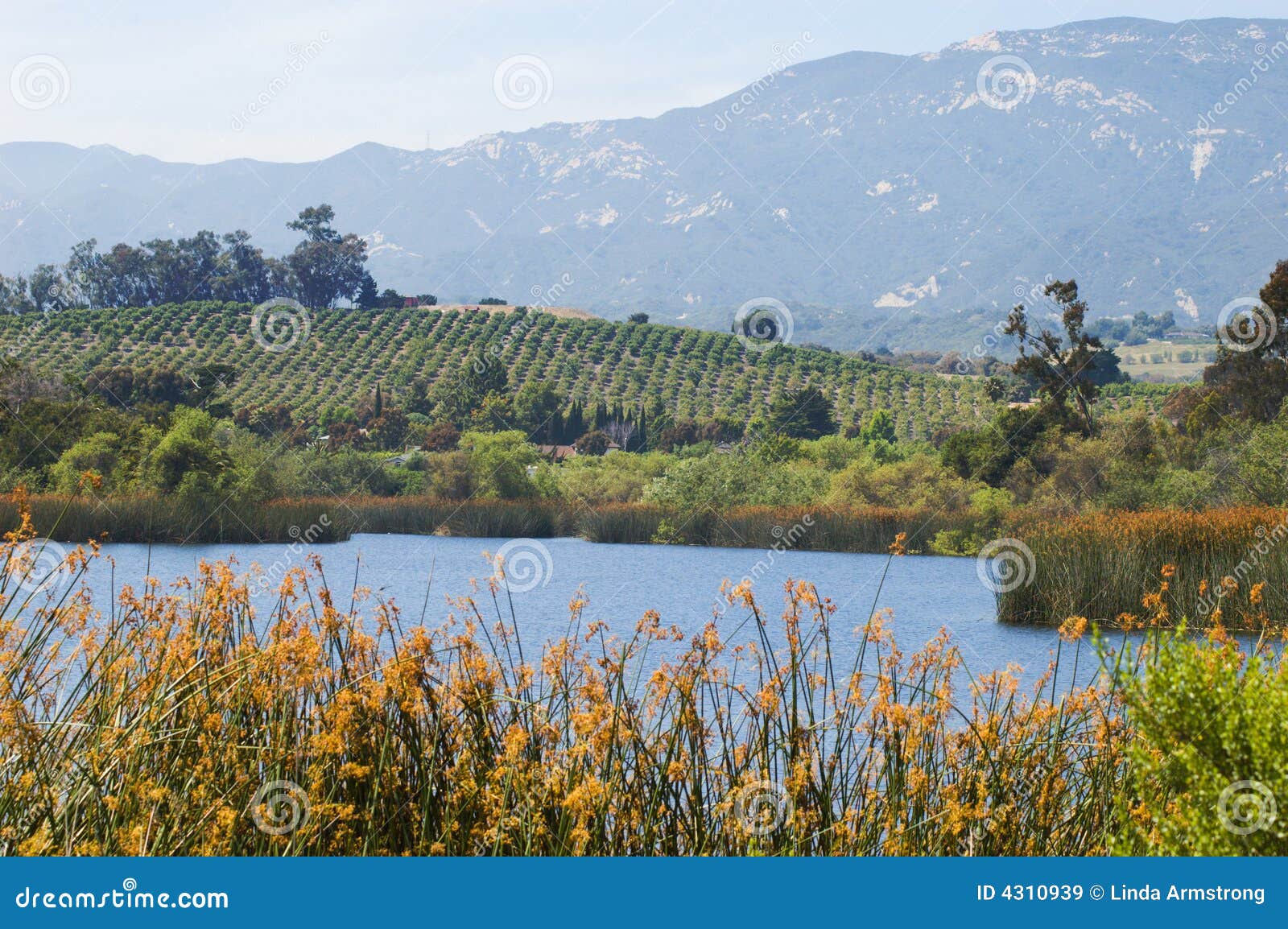 Clima temperado imagem de stock. Imagem de lago, litoral - 4310939