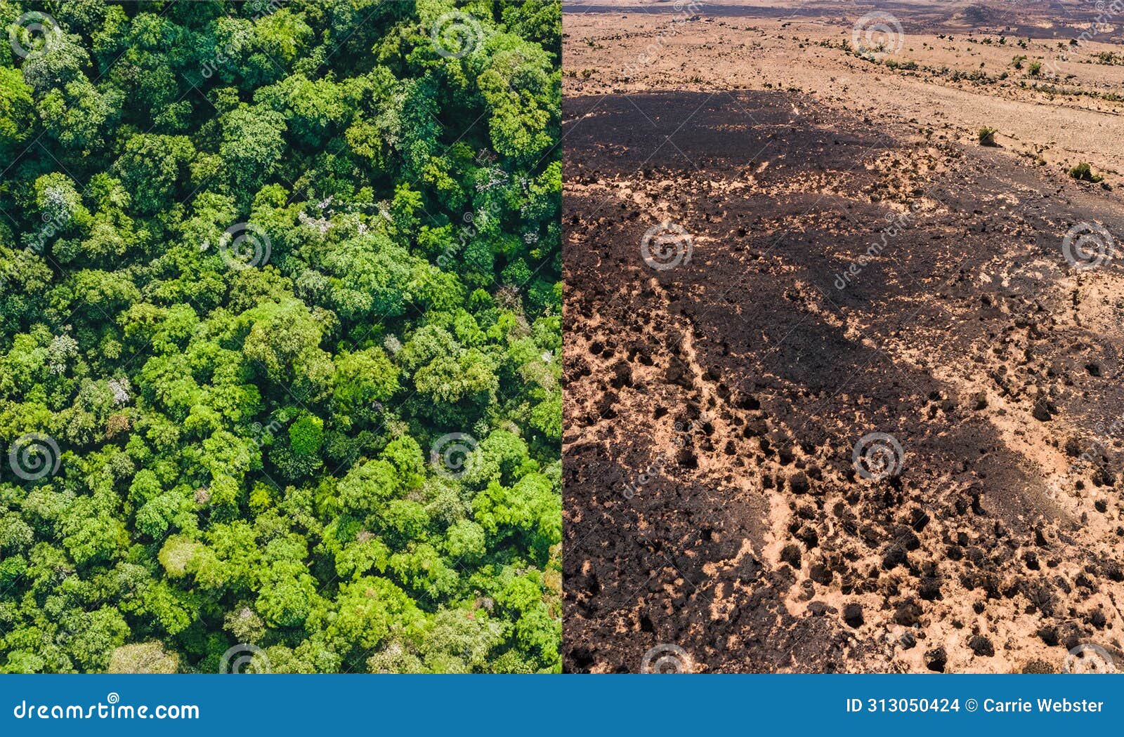 Comparison of Lush Green Forest and a Barren Wasteland. Stock Photo ...