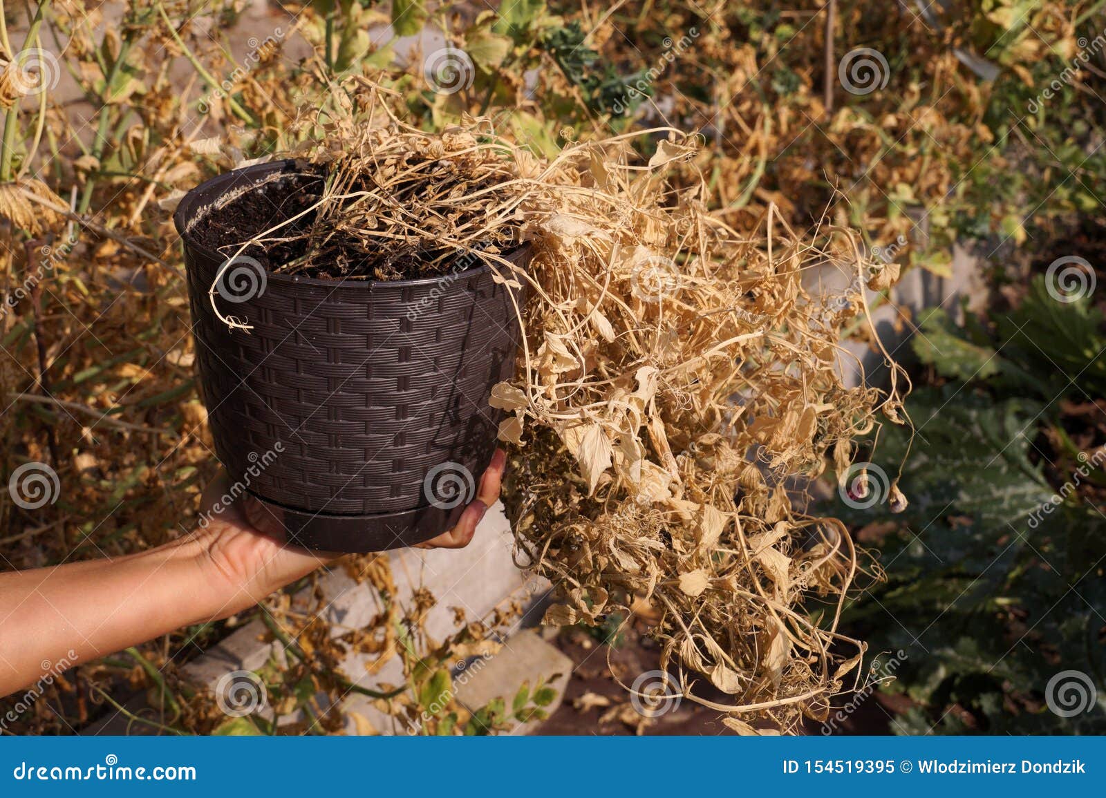 Climate Change. Global Warming. View of Plants Damaged by Drought Stock ...