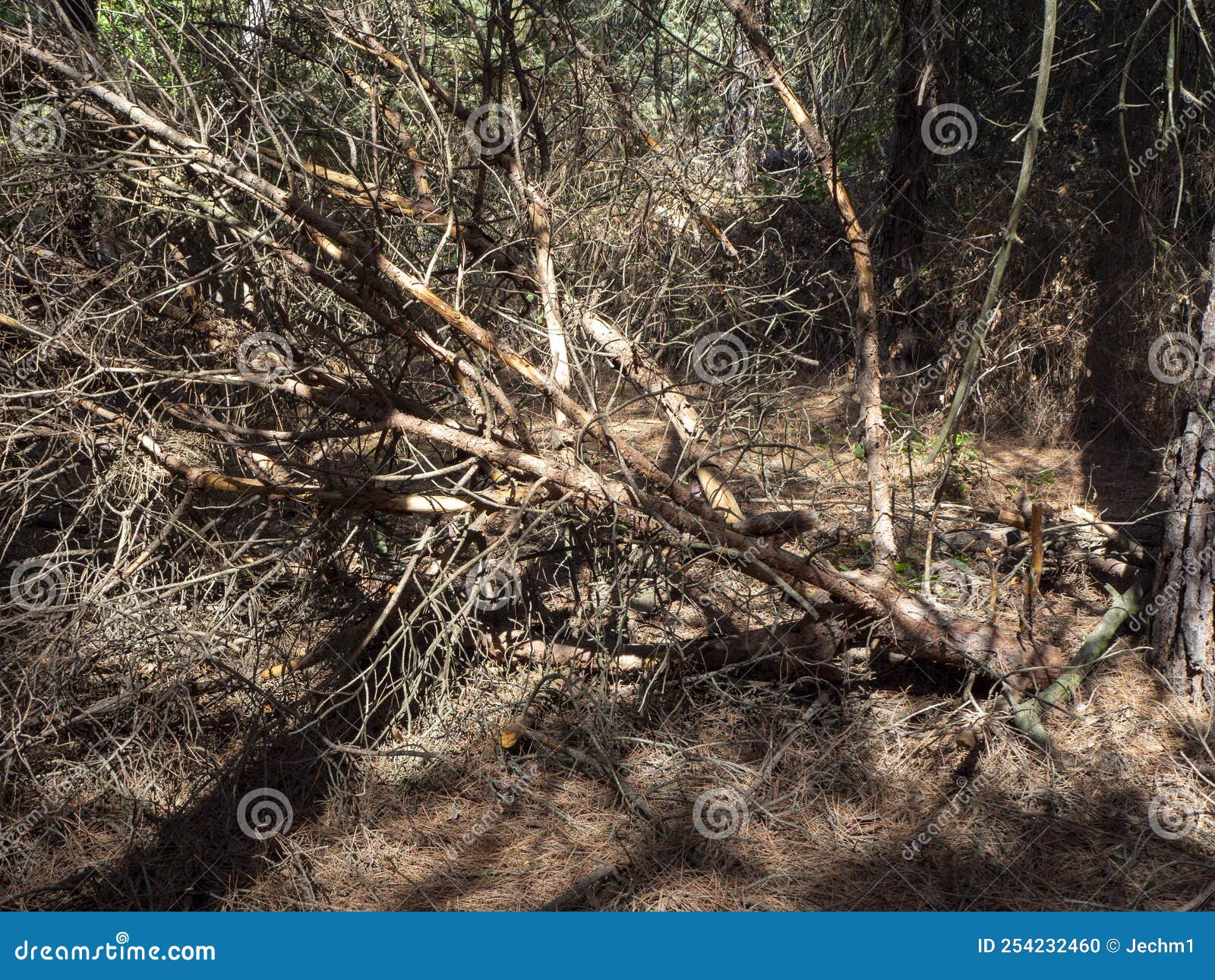 Climate Change Image of a Reservoir with a Dry Tree Branch. Concept of ...