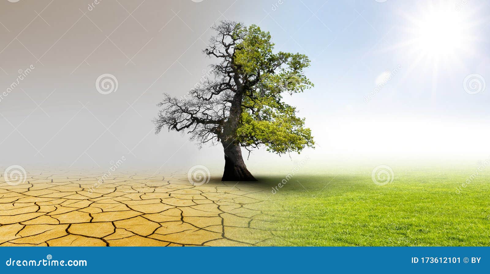 Climate Change - Landscape with Dry Earth and Oak Tree Stock Image ...