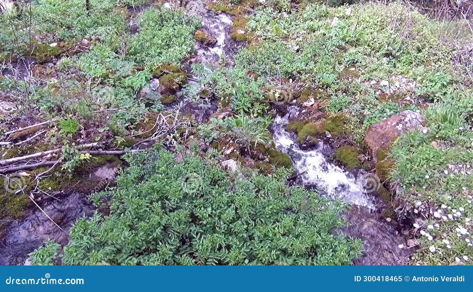 Rivulets of the Source that Flow among Stones and Plants. Stock Video ...