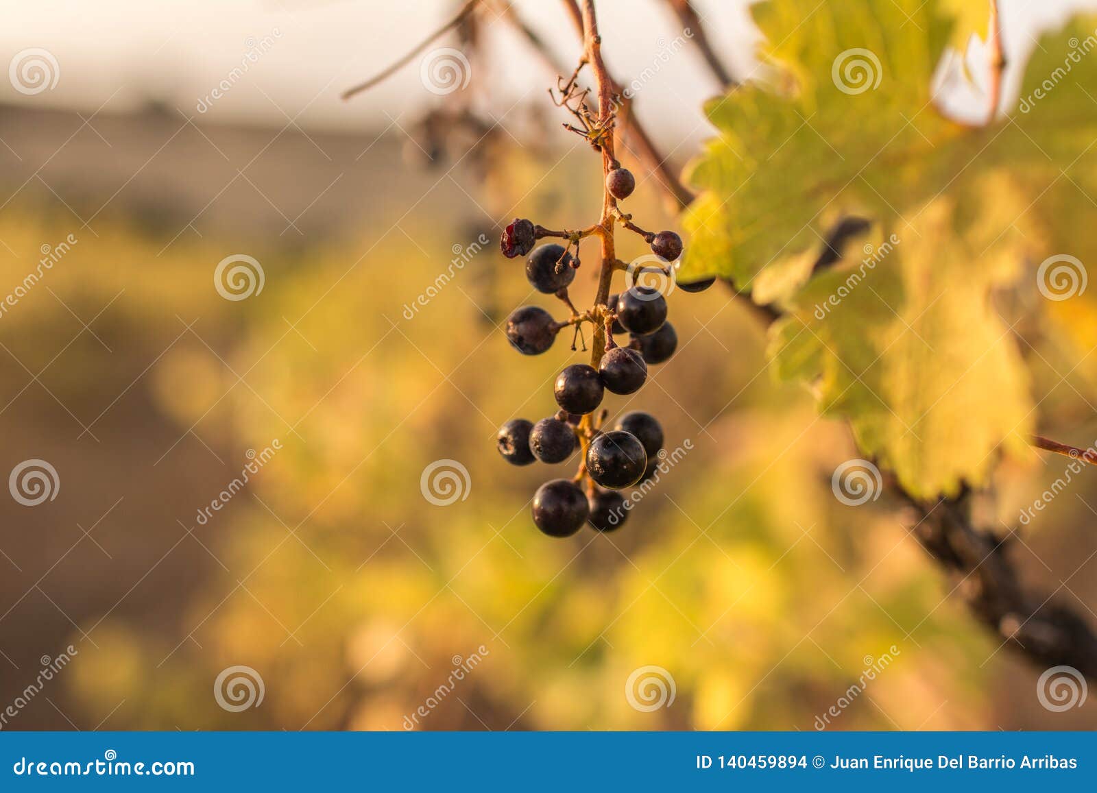 Climate Change Ruins the Grape Harvest Due To Drought Stock Photo ...