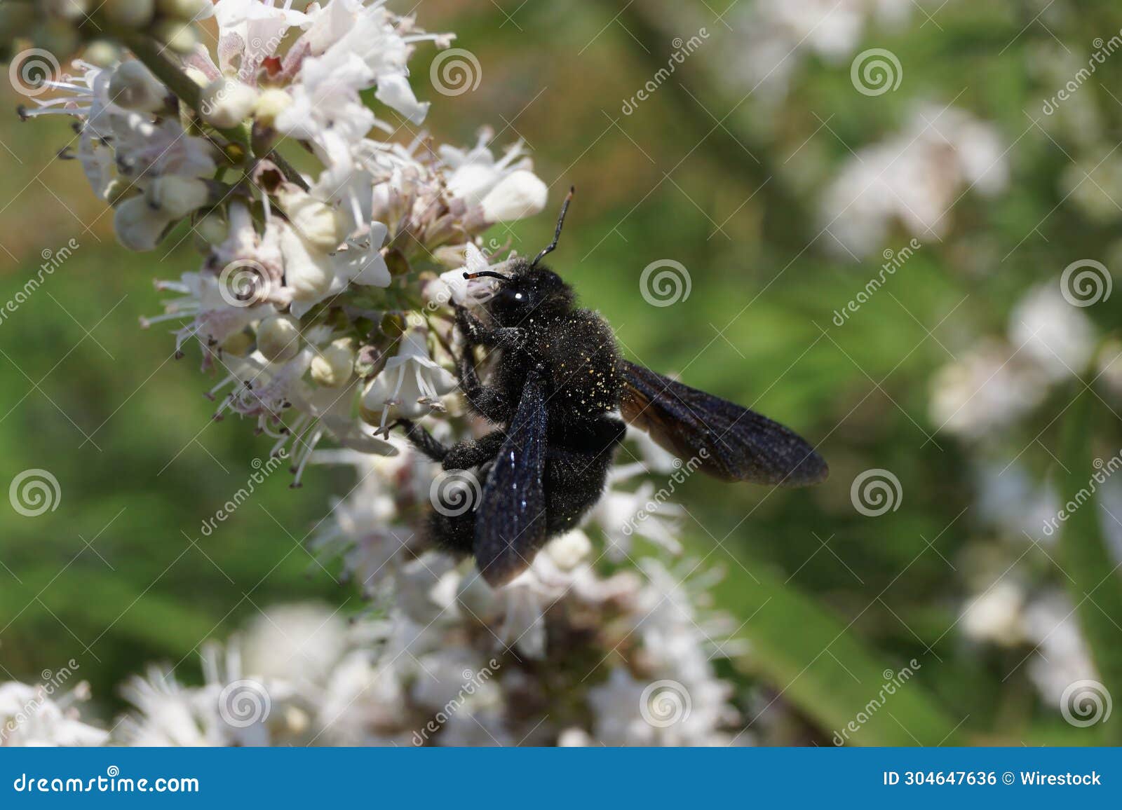 A Black Carpenter Bee on the Blossoms of the Chaste Tree in a Monastery ...