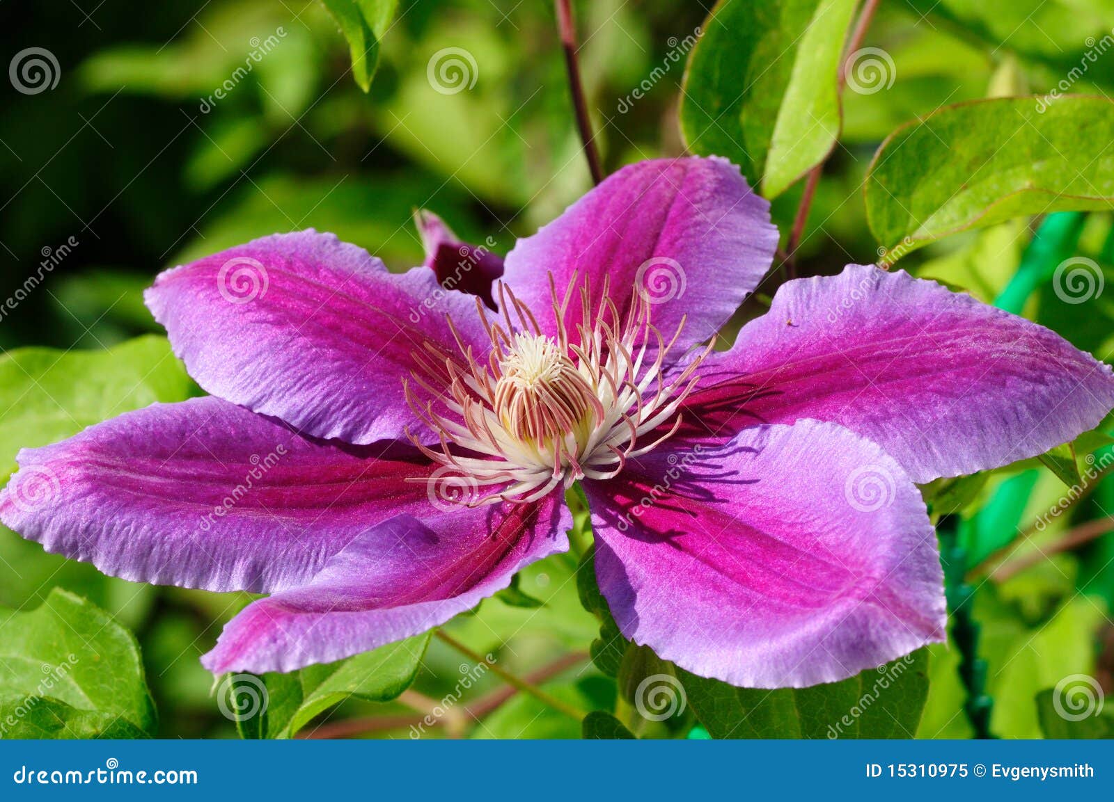 Climatis stock image. Image of plant, nature, climber - 15310975
