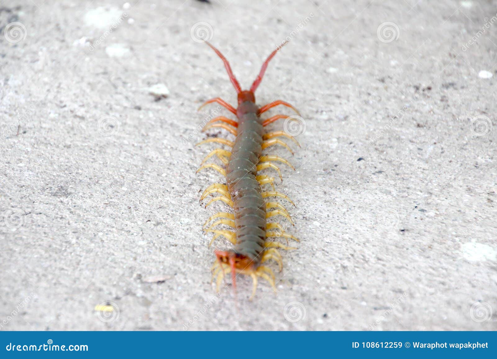 Climb on the Floor the Centipede Stock Image - Image of brown ...