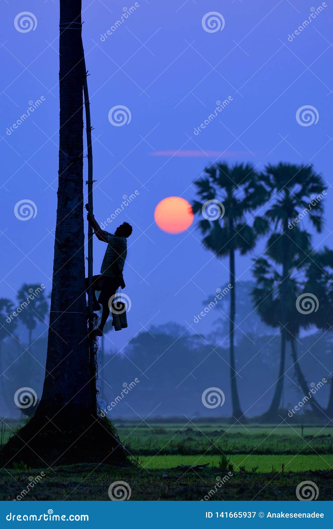 Climb the palm tree stock image. Image of people, plant - 141665937