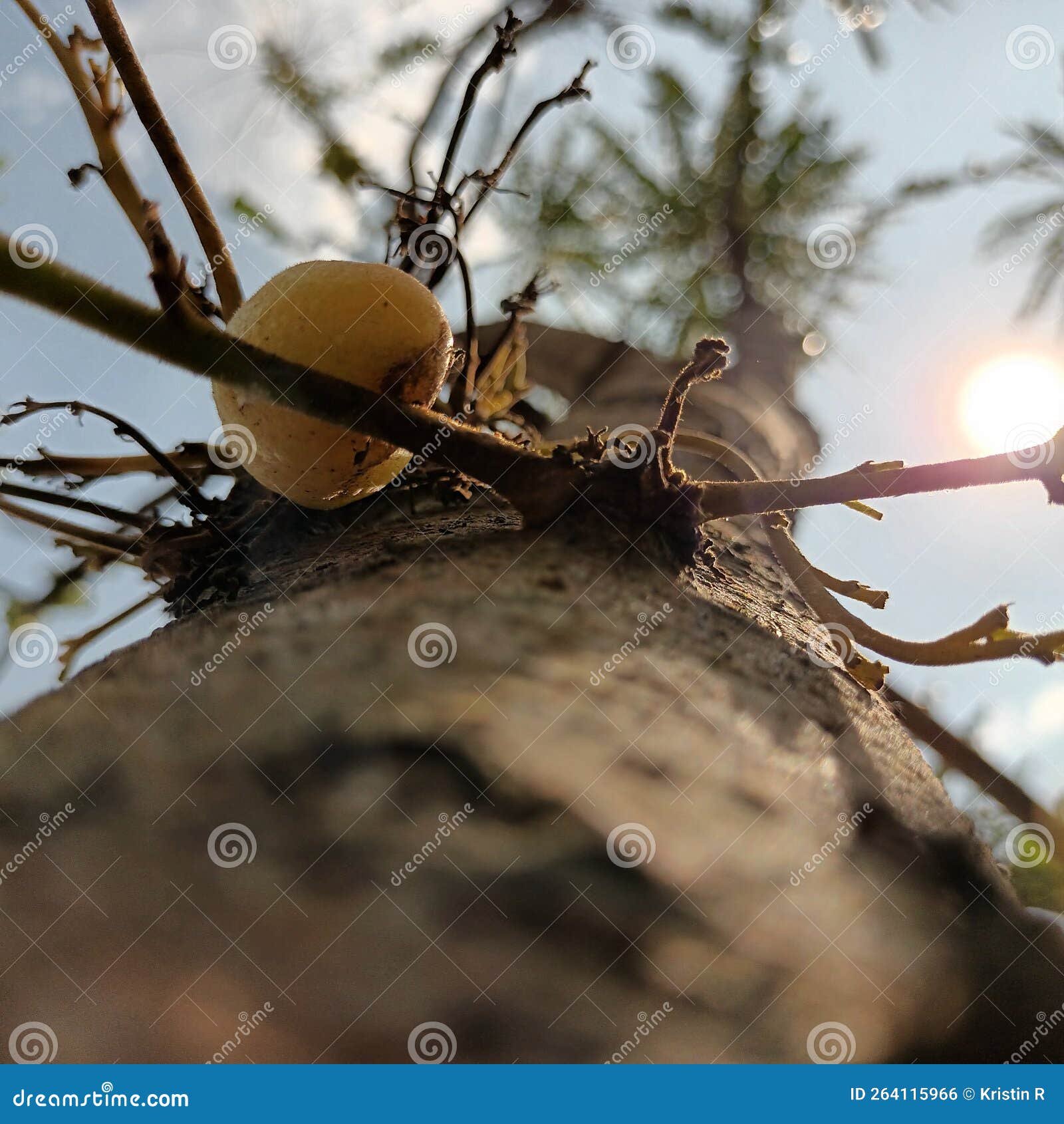Climbed Up the Tree As an Ant Stock Photo - Image of fruit, tree: 264115966