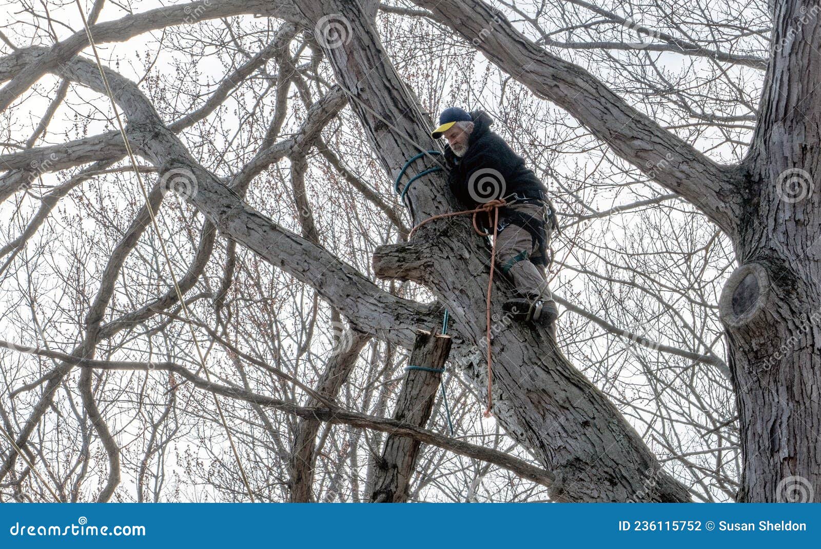 Tree Climber Lowering a Branch Stock Photo - Image of climbing, branch ...