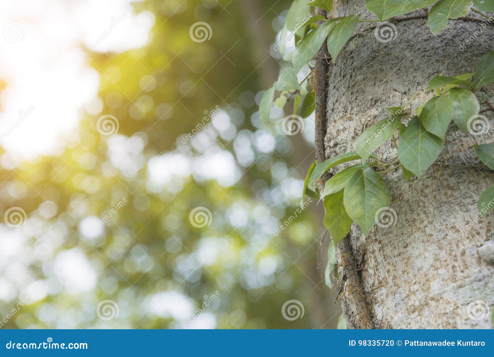 Climber Plant Climbing Up Tree Trunk With Blur Bokeh Background Stock ...