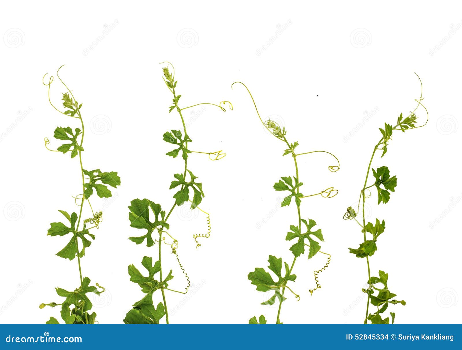 Climber plant stock photo. Image of rambler, garden, vine - 52845334