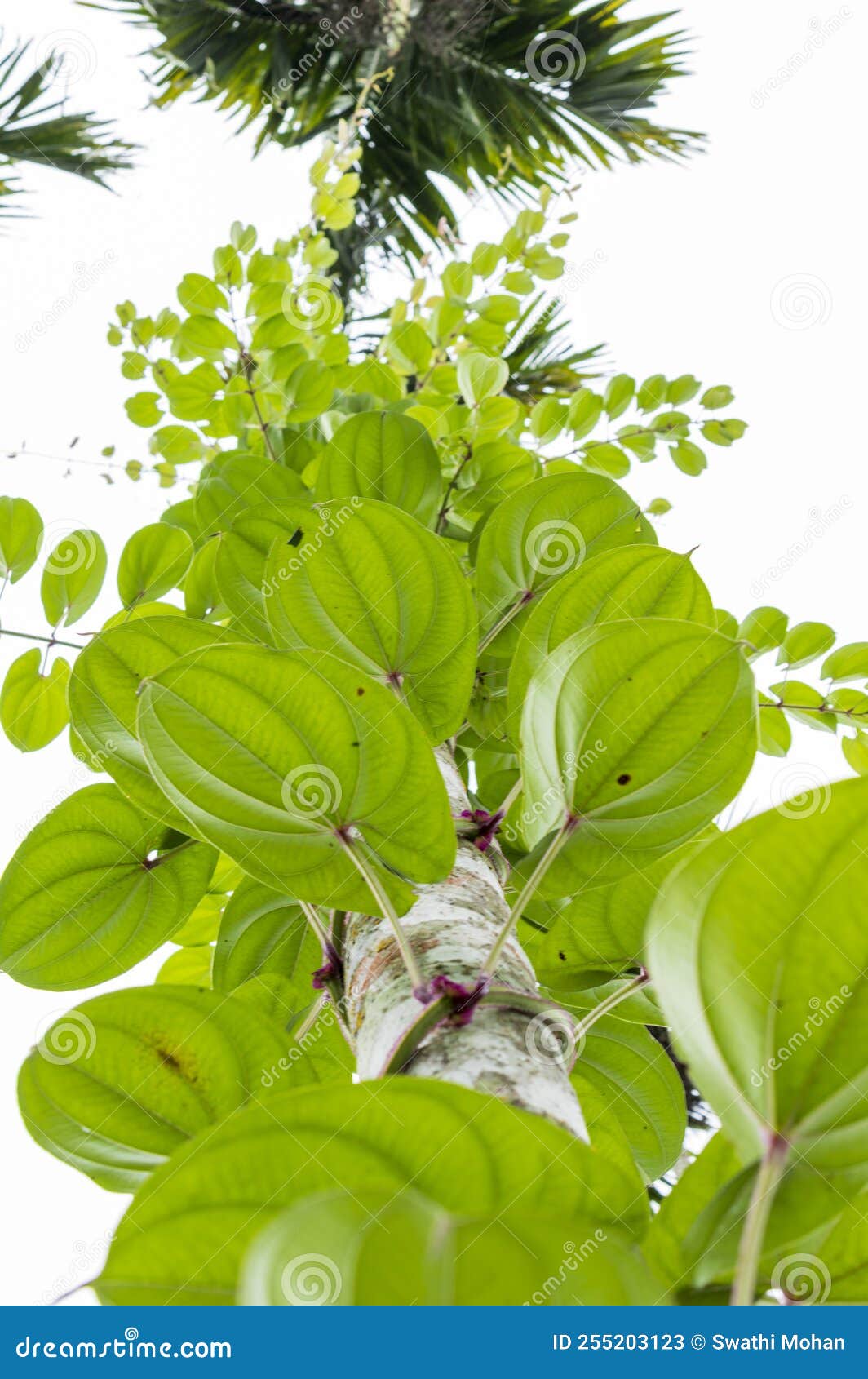 Climber Plant in a Tree Forming a Beautiful Background Stock Image ...