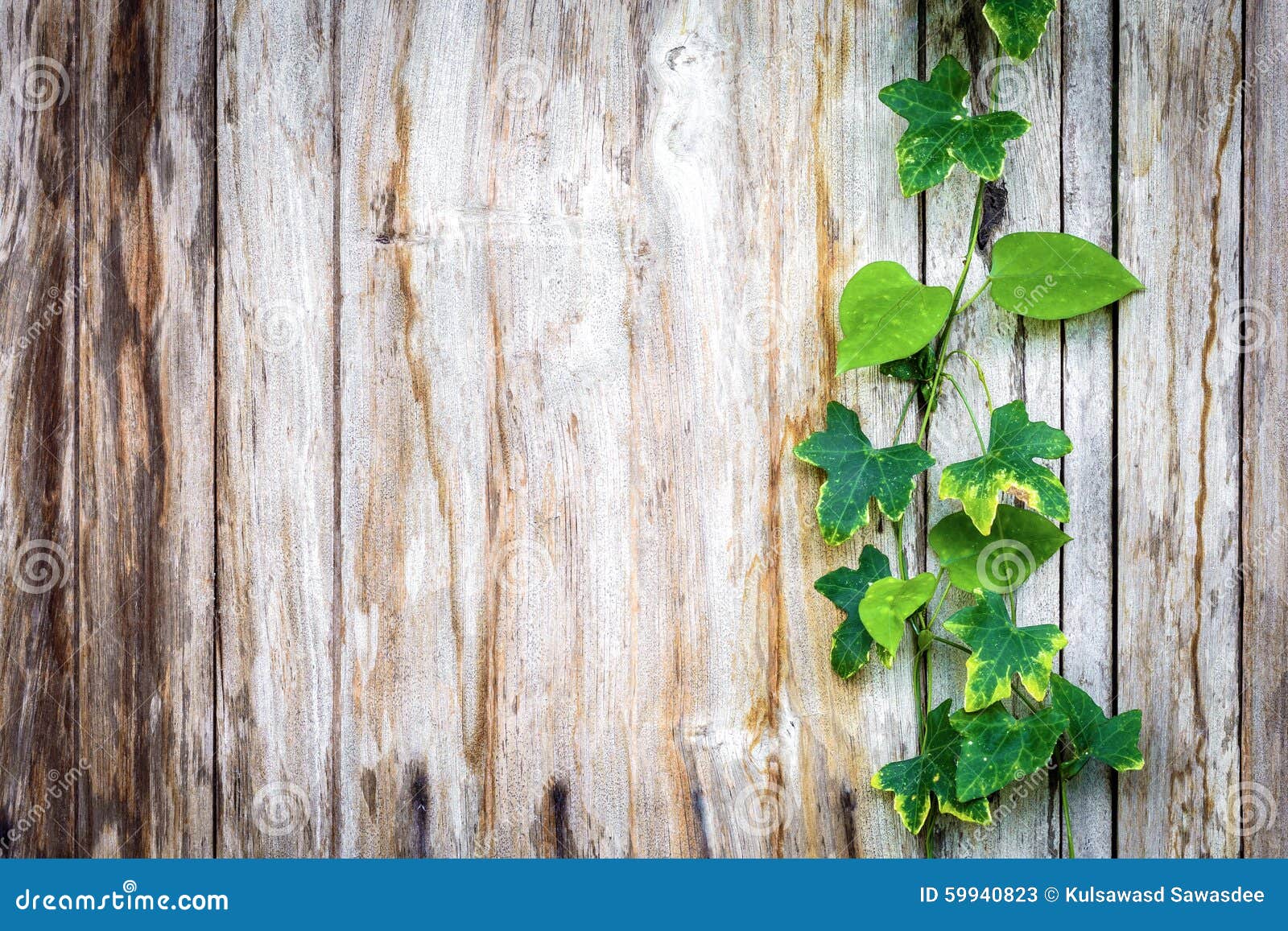Climber Plant with Wood Plank Stock Image - Image of beauty, nature ...