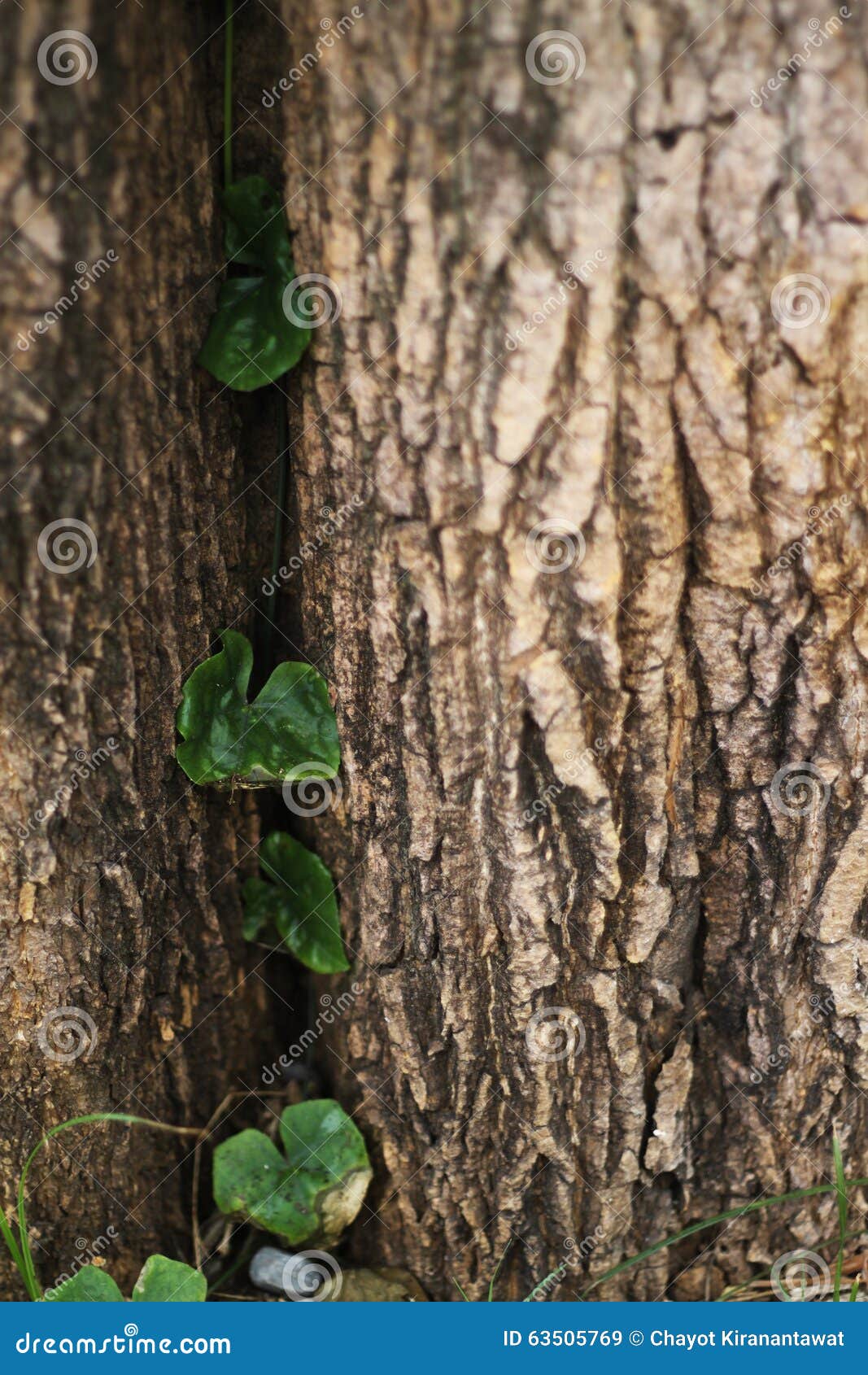 Climber Plants on a Big Tree Surface Stock Image - Image of bark ...