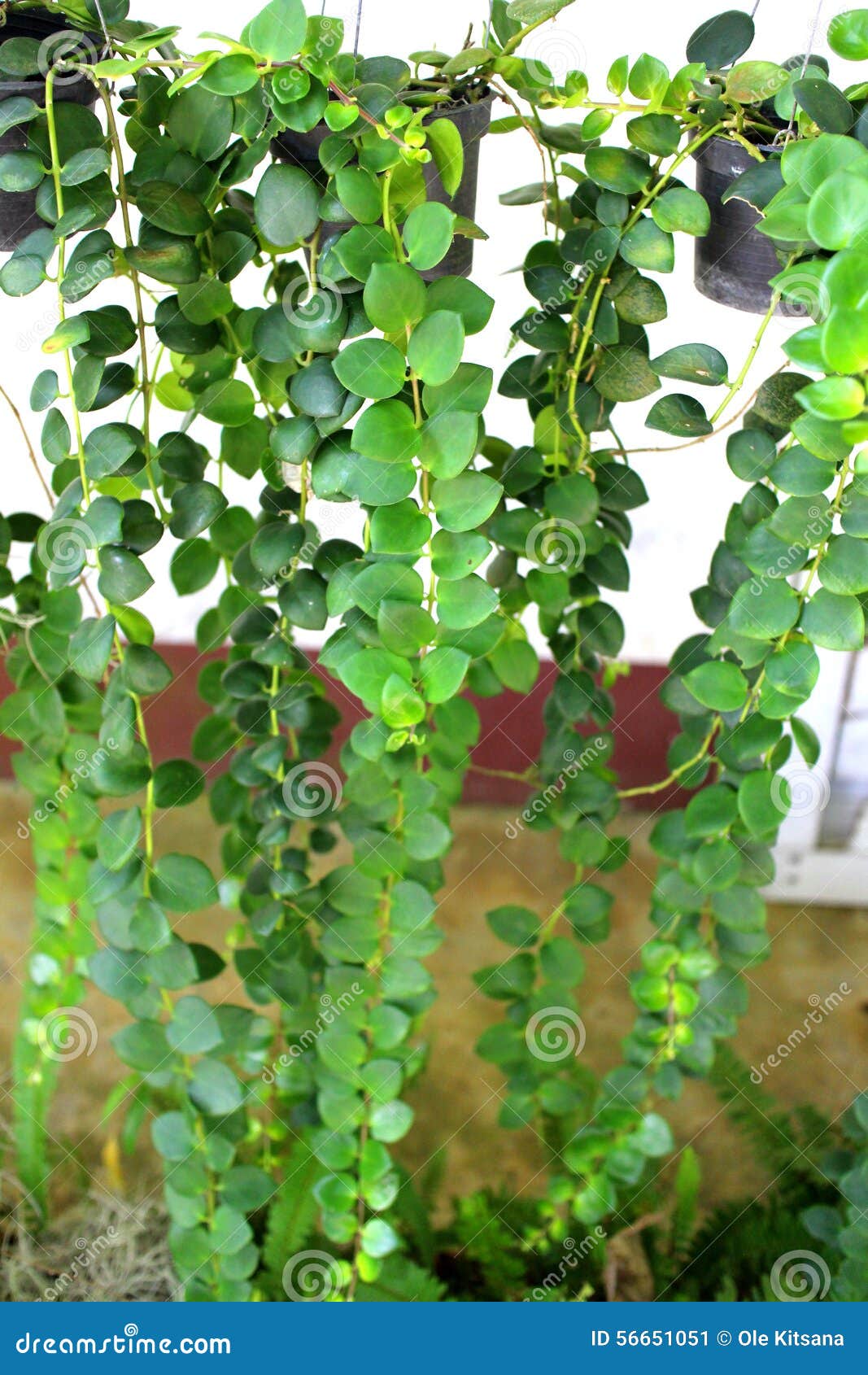 Climber tree stock image. Image of tree, climber, house - 56651051