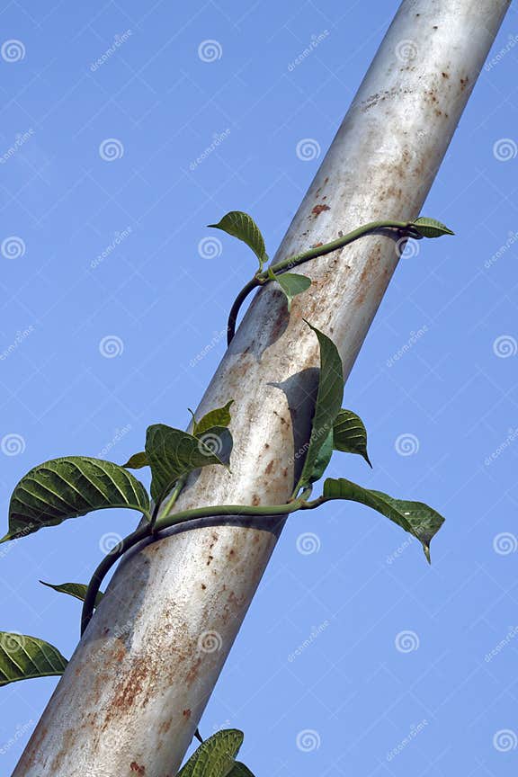 Climbing stock photo. Image of green, climbing, post - 17174654