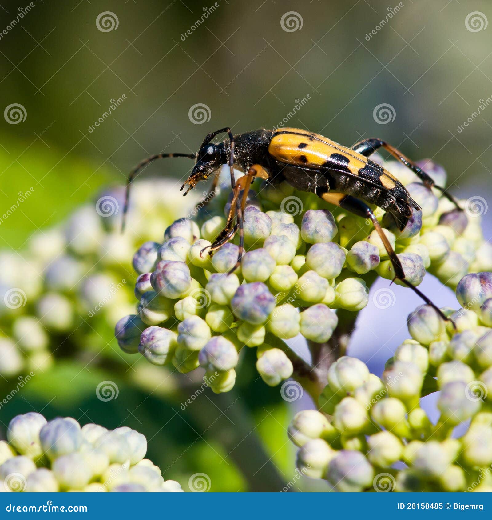 Climbing stock image. Image of macro, nature, bokeh, insect - 28150485