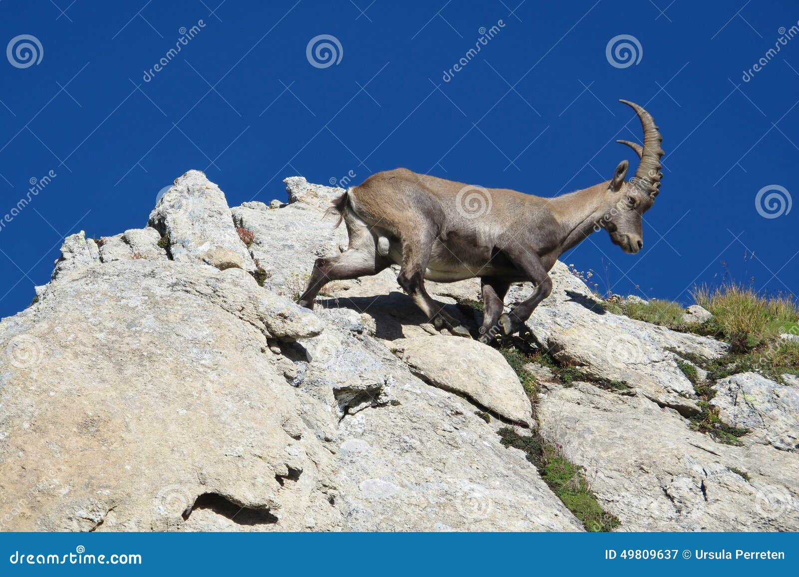 Alpine Ibex Climbing