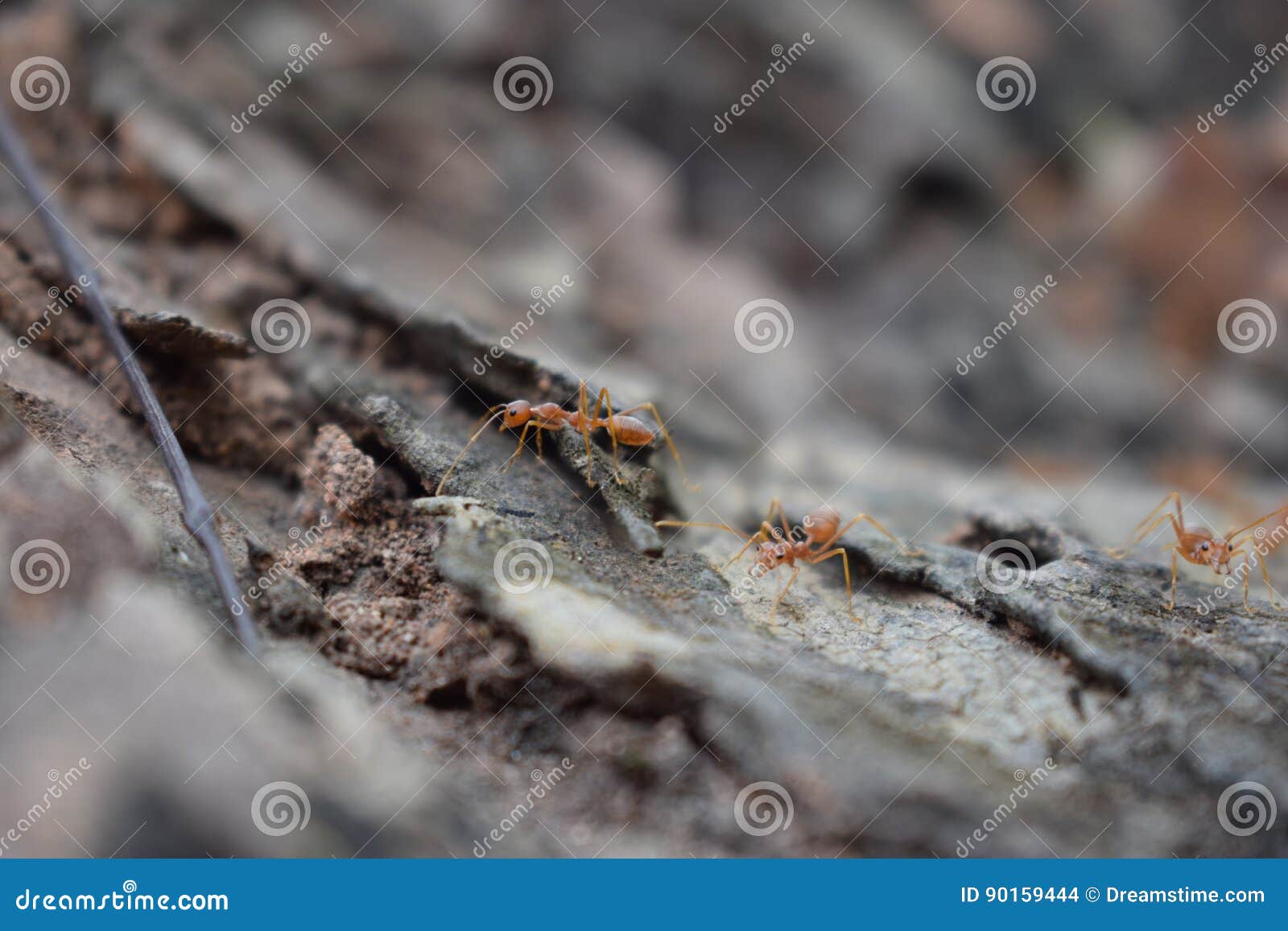 The climbing ants stock photo. Image of tree, backgound - 90159444