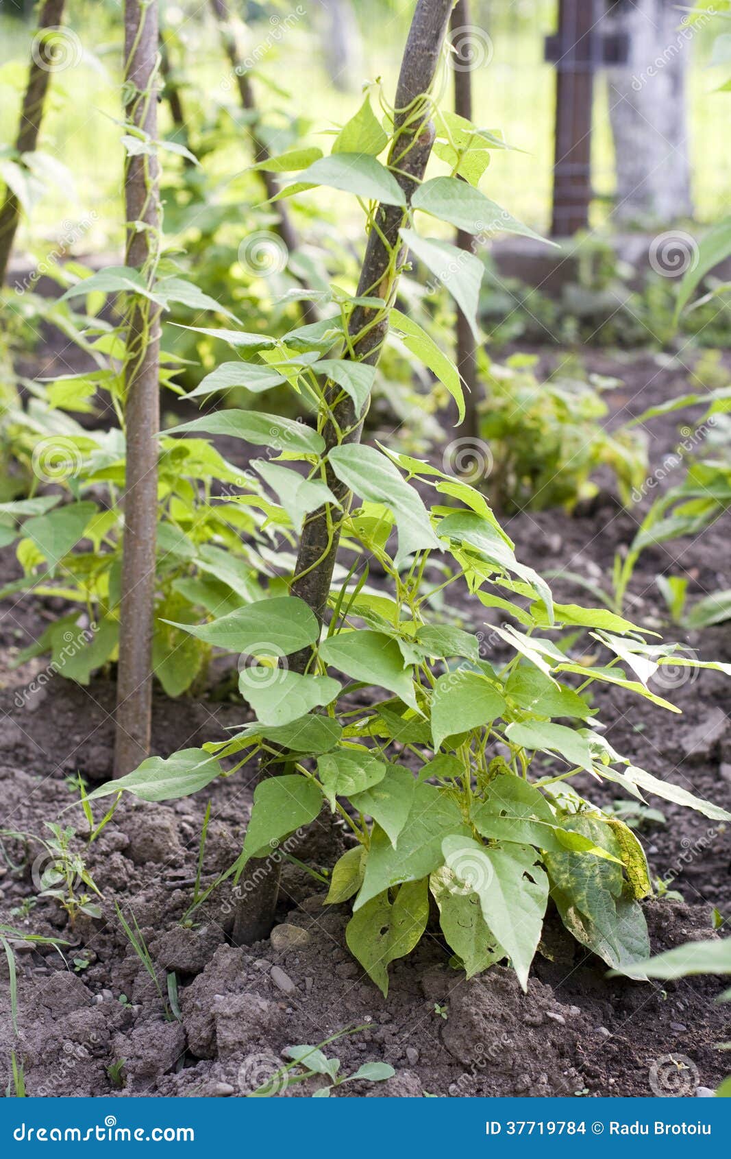 Climbing beans stock photo. Image of beans, agriculture - 37719784