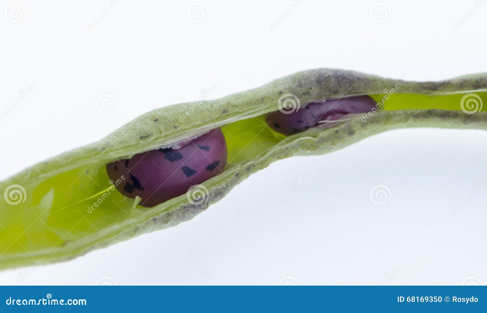 Collection of Climbing Beans, Fire Beans Photos - Dreamstime ID:25864