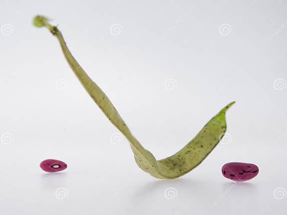 Climbing Beans, Fire Beans on White Background Stock Photo - Image of ...