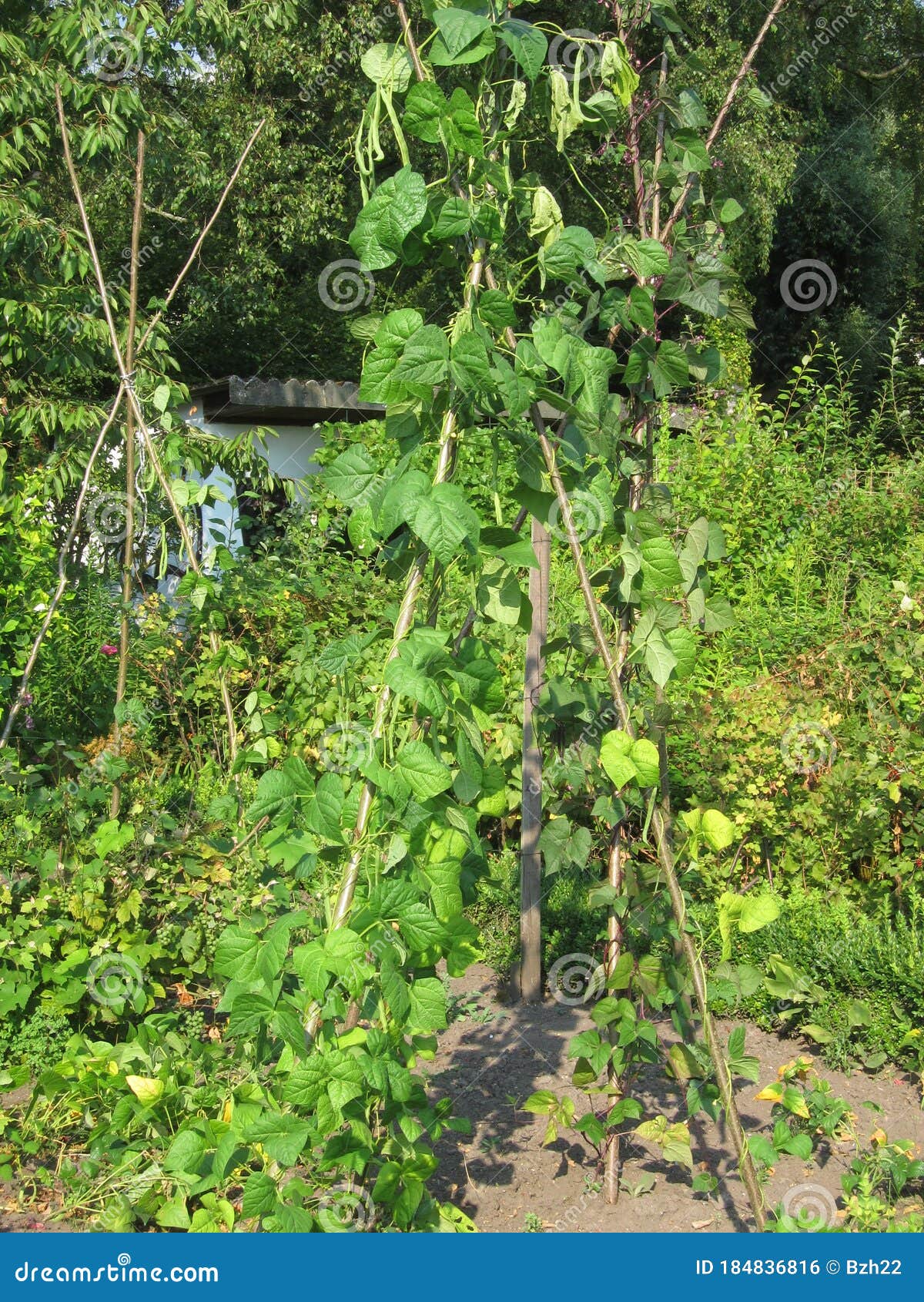 Climbing beans in a garden stock photo. Image of spreading - 184836816